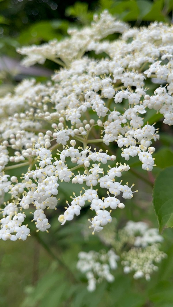 Blog – Welcome to The Peacock Homestead