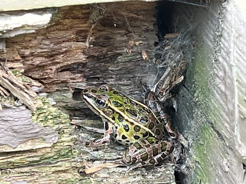 Blog – Welcome to The Peacock Homestead